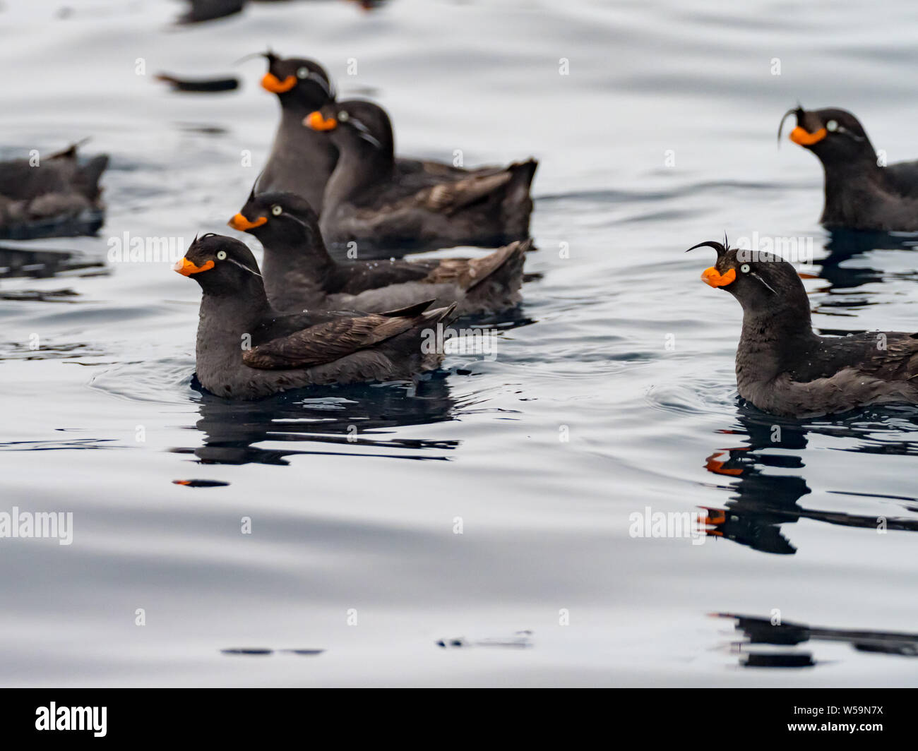 Crested Auklets, Aethia cristatella, off of Ariy Kamen island near ...