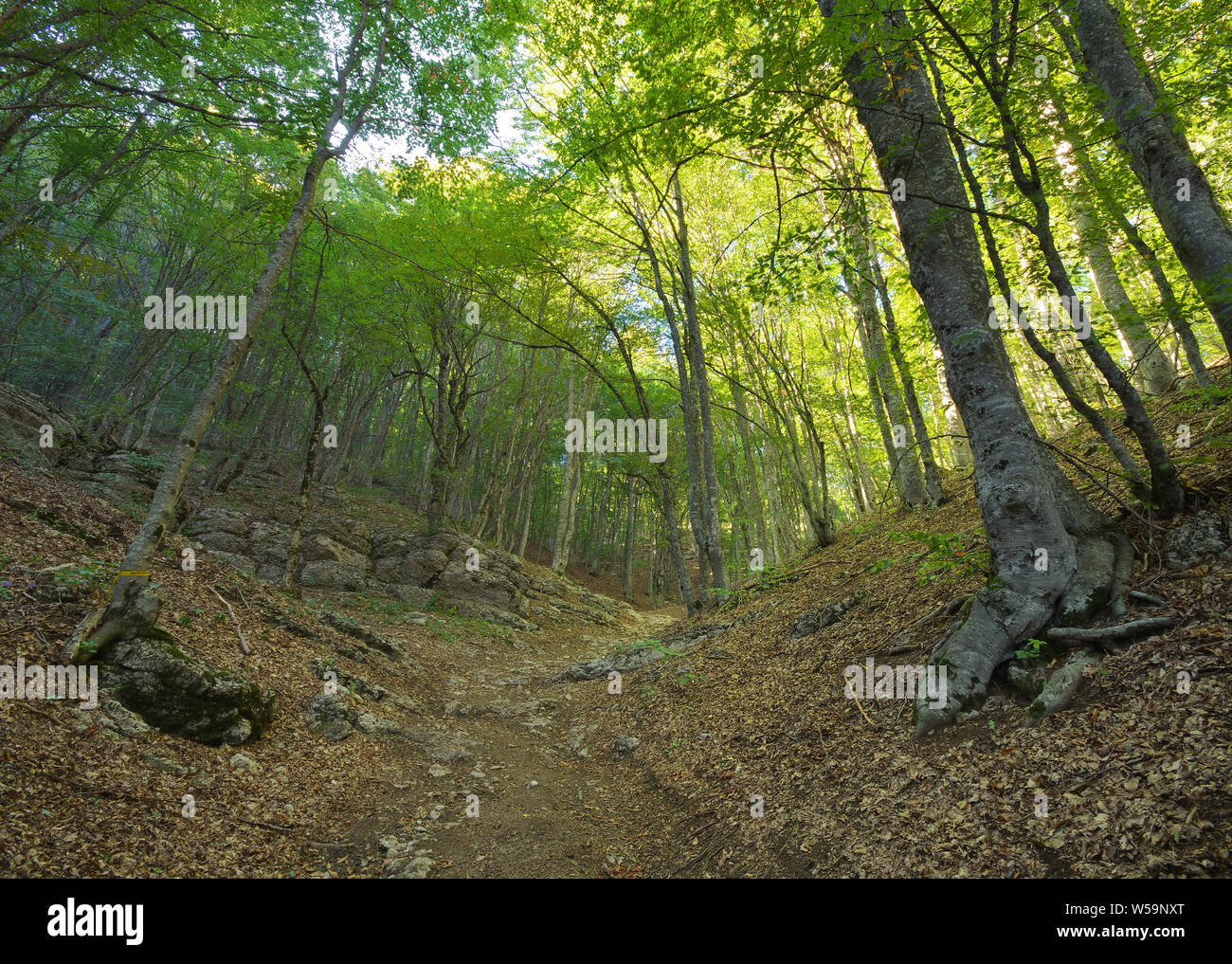 Infrared forest hi-res stock photography and images - Alamy