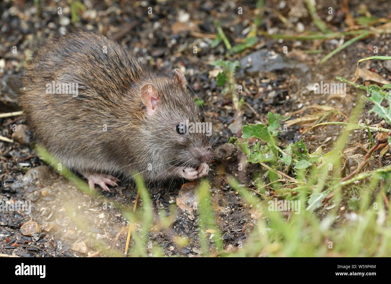 A wild Brown Rat, Rattus norvegicus, eating seads on the ground at the ...
