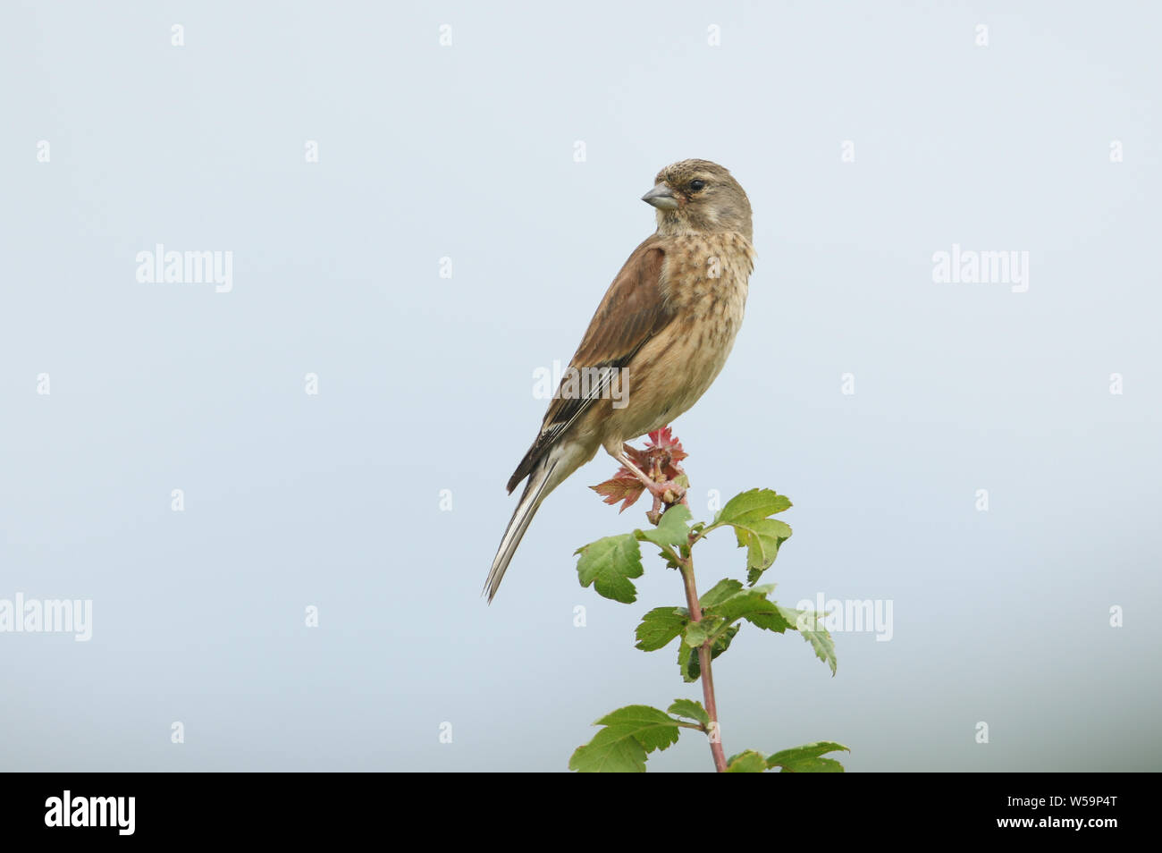 A pretty female Linnet, Linaria cannabina, perching on a branch in a ...
