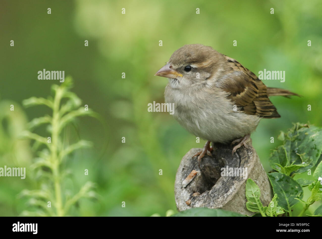 Newborn House Sparrow