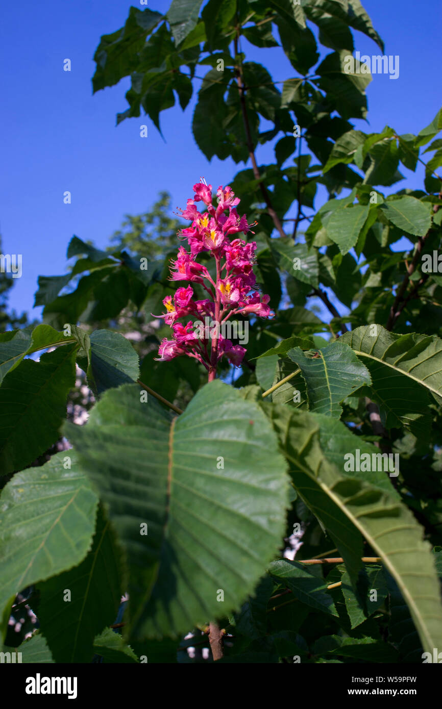 Red horse chestnut horsechestnut hi-res stock photography and images ...