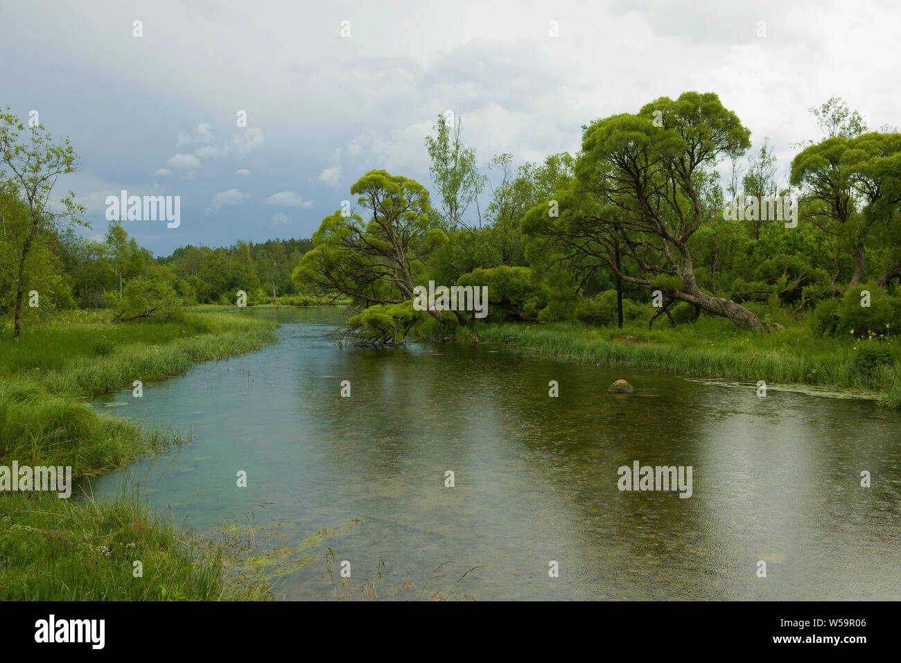 Rain on the Izvarka river on a July afternoon. Izvara, Leningrad Region ...