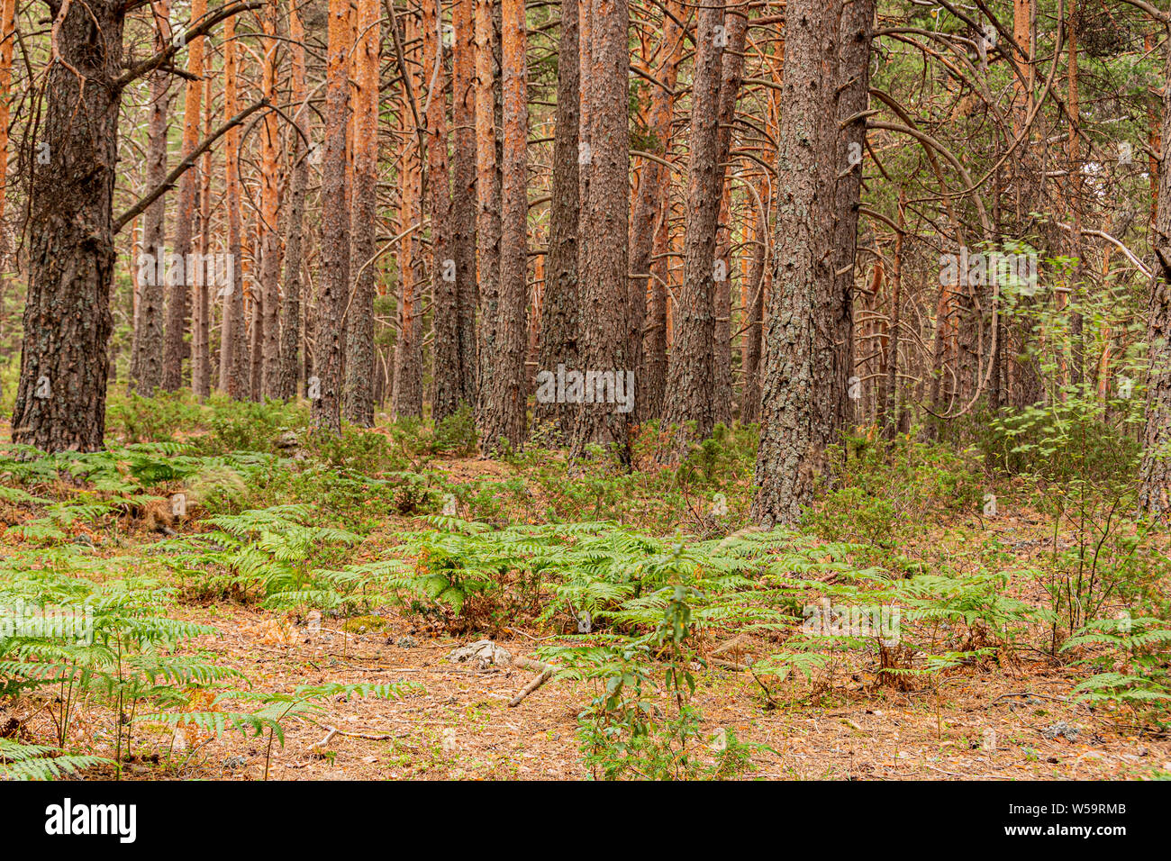 Sunrise under a pine forest. guadarrama madrid Spain Stock Photo - Alamy