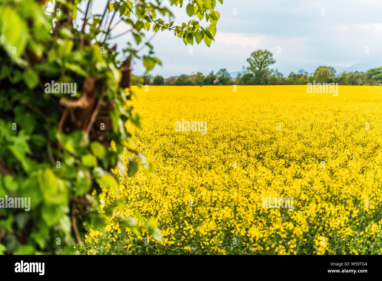 Yellow rape fields in Cassacco. Dreamy moraine hills Stock Photo - Alamy