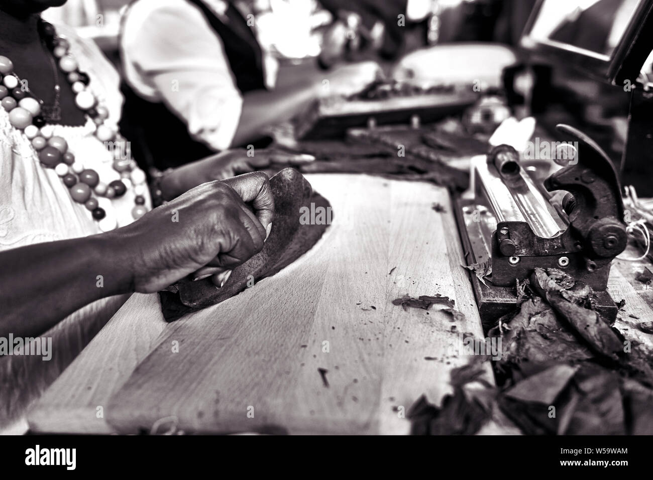 Closeup of woman hands making cigar from tobacco leaves. Traditional ...