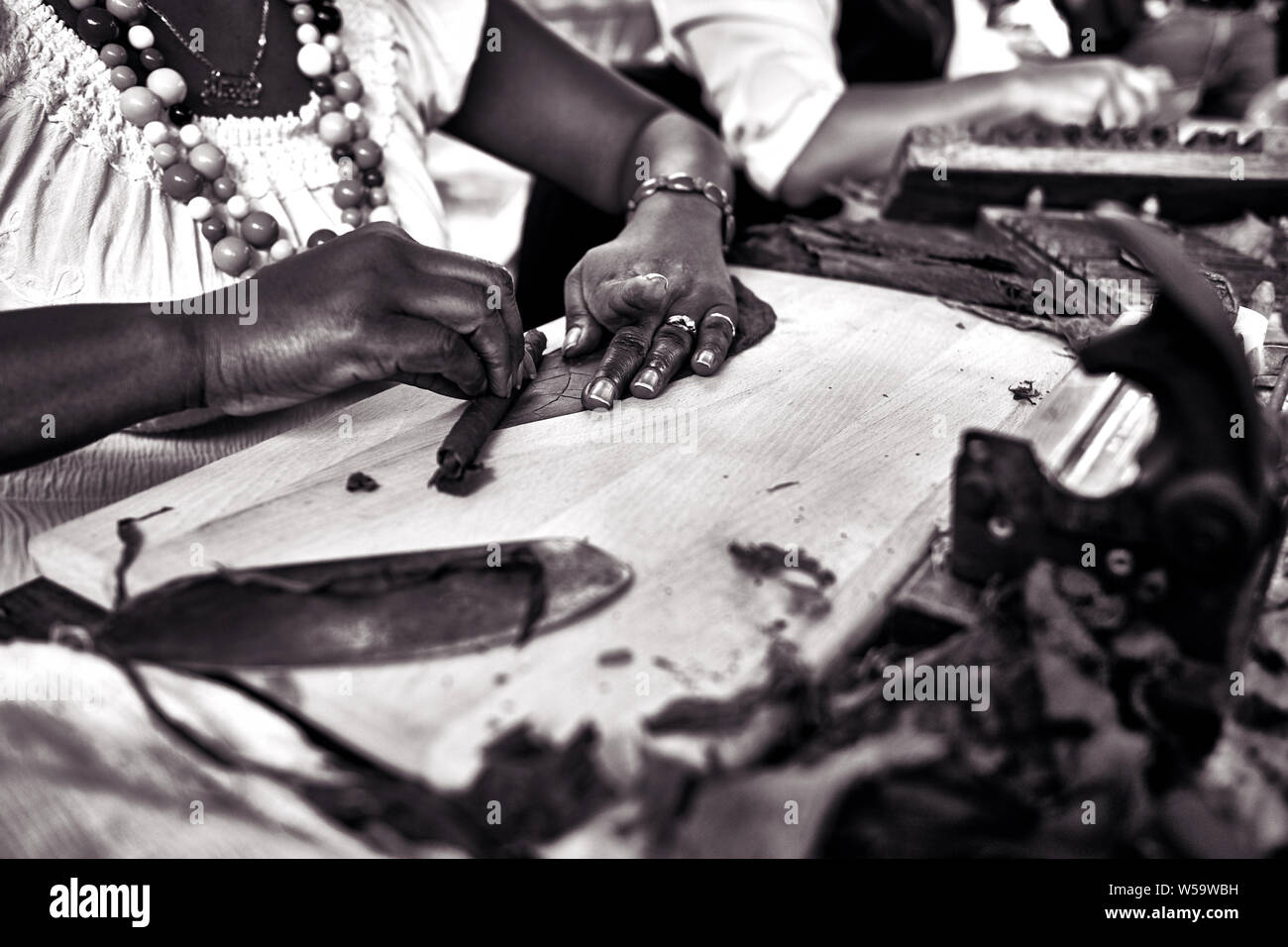 Closeup of woman hands making cigar from tobacco leaves. Traditional ...