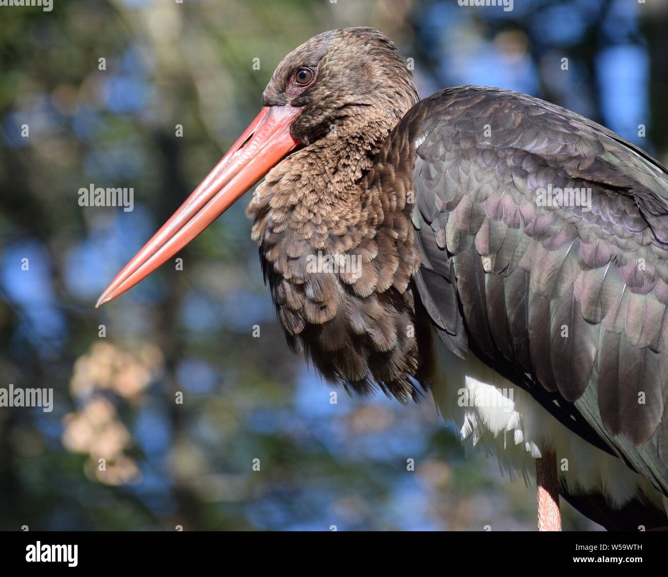 Largest stork hi-res stock photography and images - Alamy