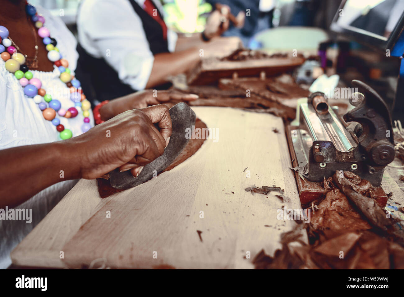 Closeup of woman hands making cigar from tobacco leaves. Traditional ...