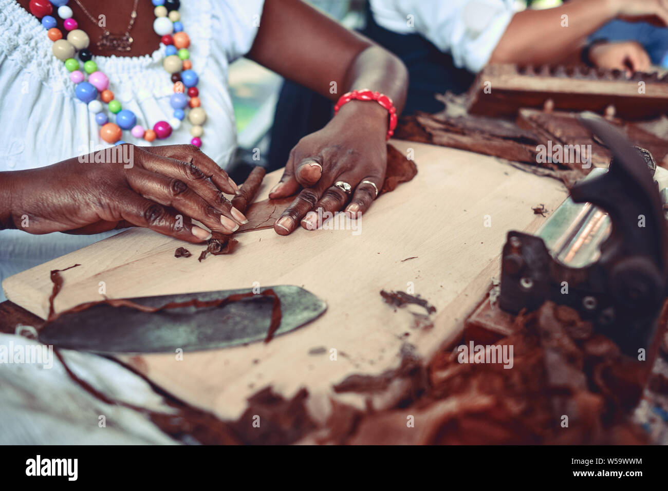Closeup of woman hands making cigar from tobacco leaves. Traditional ...