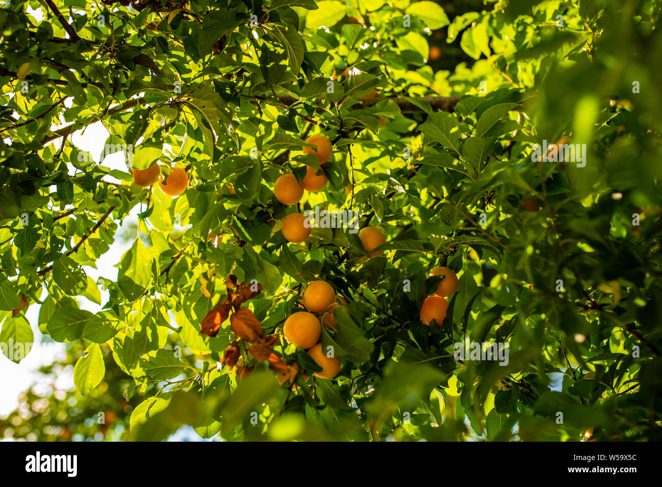Bunch of apricots growing on a tree in summer sun. Fruit background ...