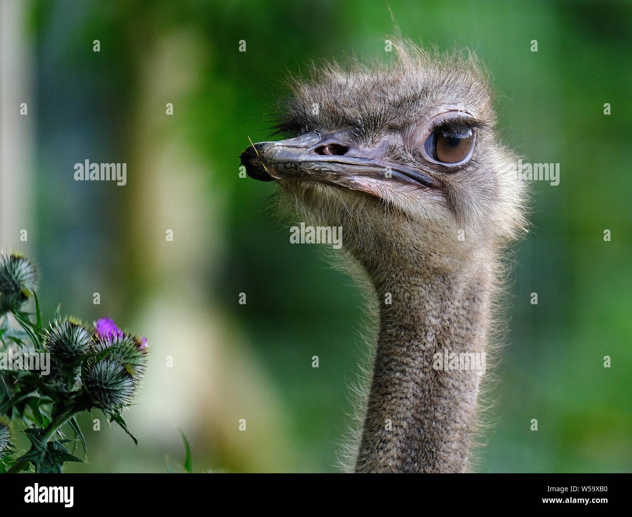 The ostriches are a family, Struthionidae, of flightless birds Stock ...