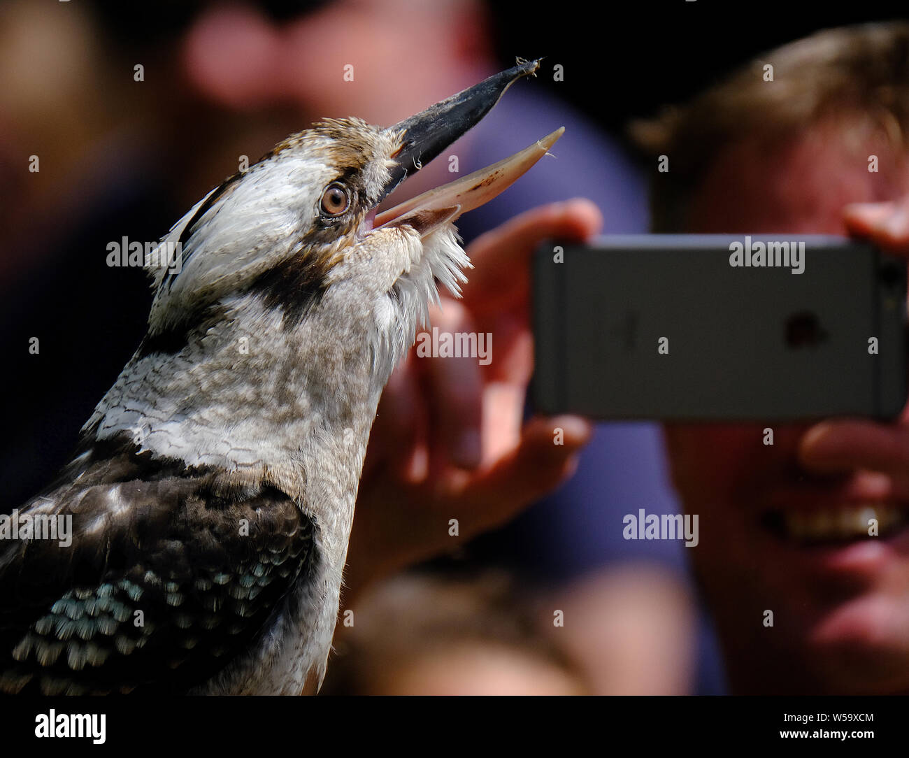 Australian bird at bird feeder hi-res stock photography and images - Alamy