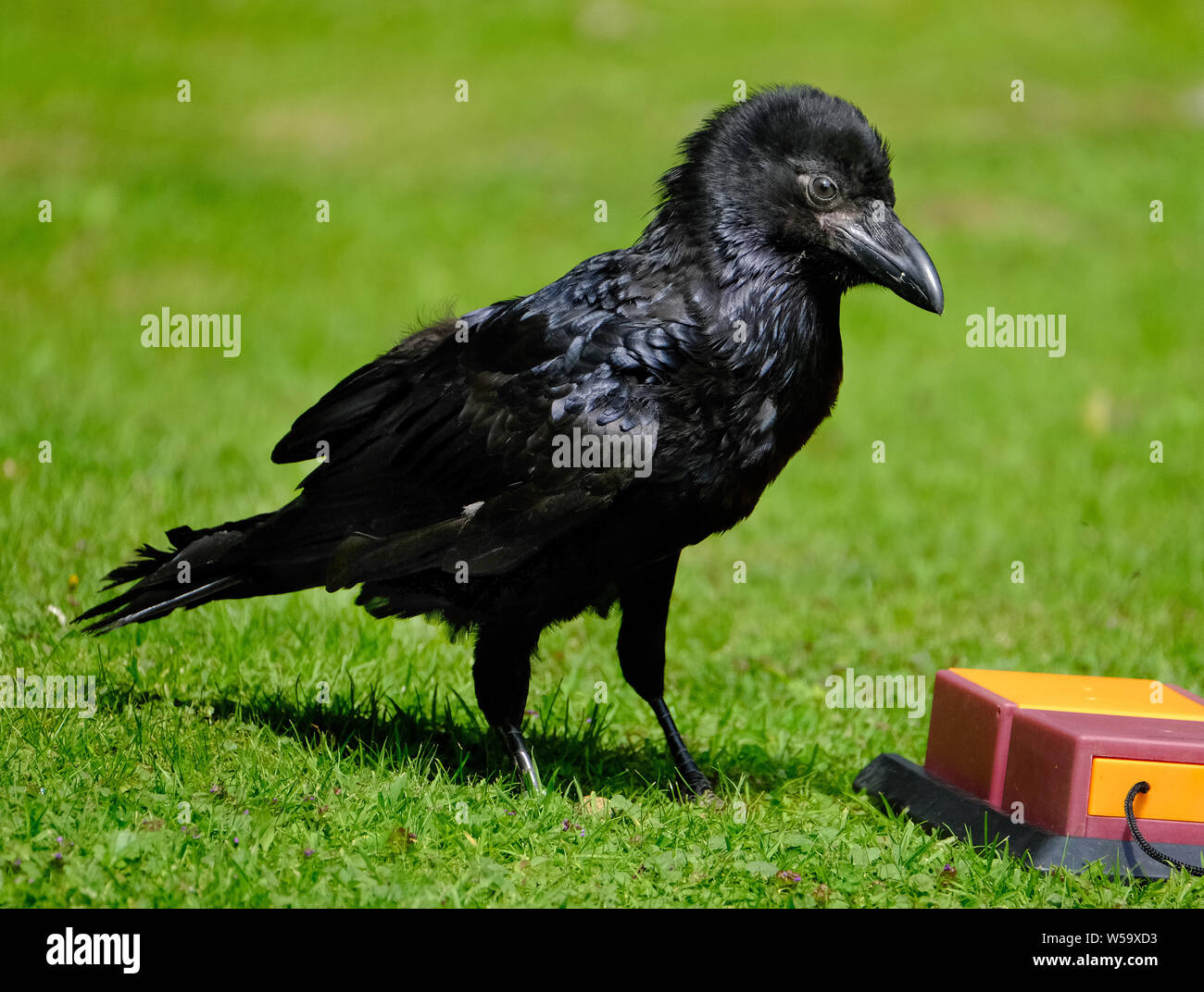 Trained Raven performing for visitors at zoo and bird sancyuary Stock ...