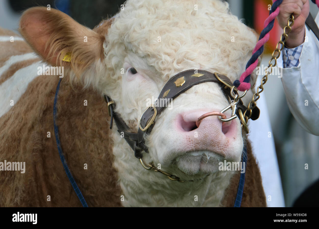 Bulls being judge at large agricultural show in the UK Stock Photo - Alamy