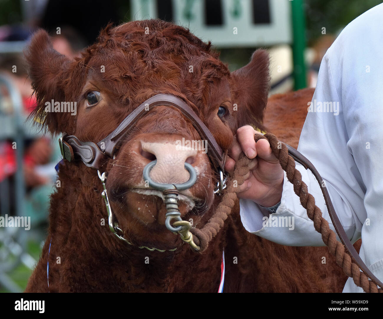 Bulls being judge at large agricultural show in the UK Stock Photo - Alamy