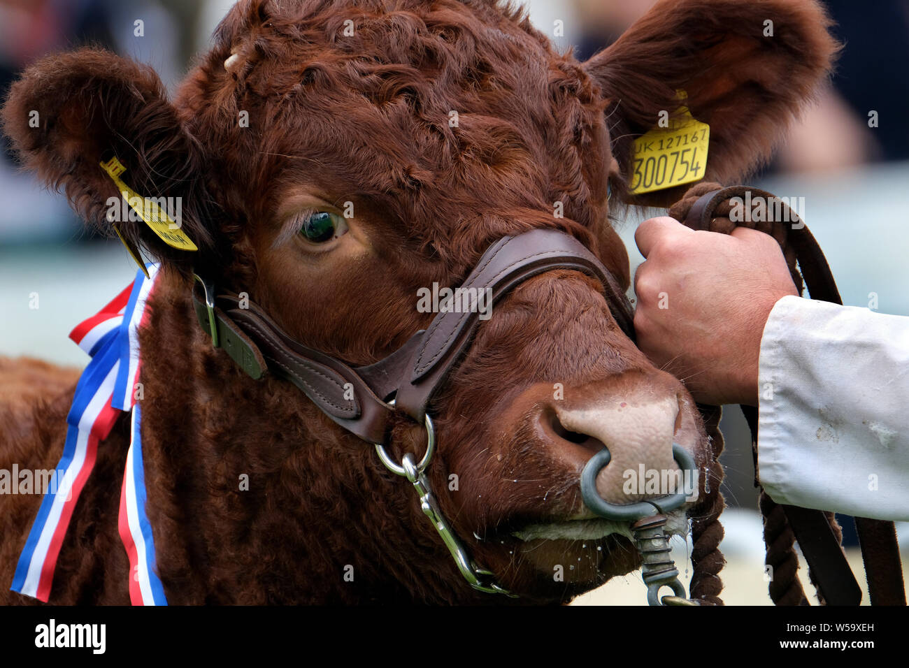 Bulls being judge at large agricultural show in the UK Stock Photo - Alamy
