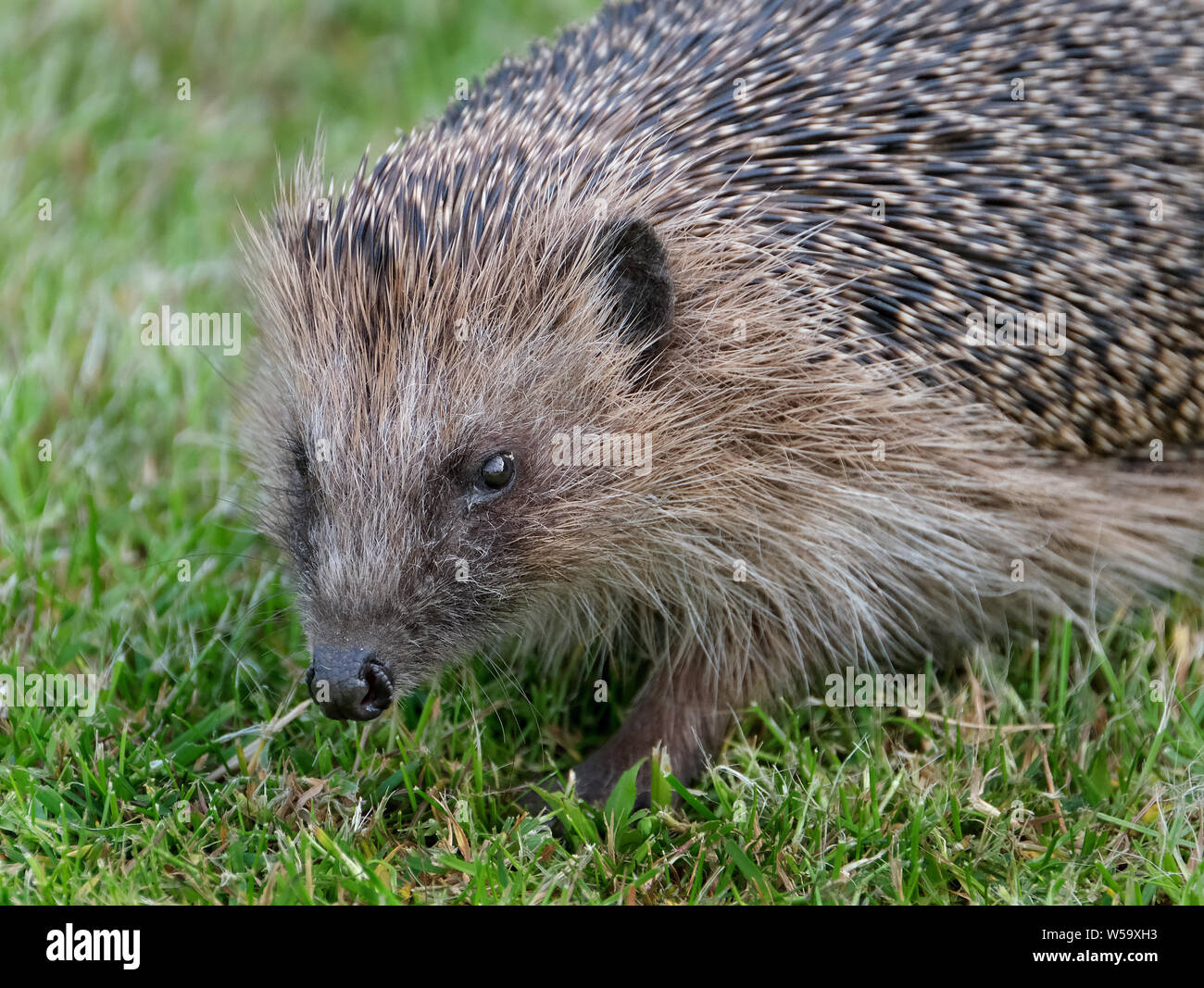 Hedgehog feeding in urban house garden. Uk Stock Photo - Alamy