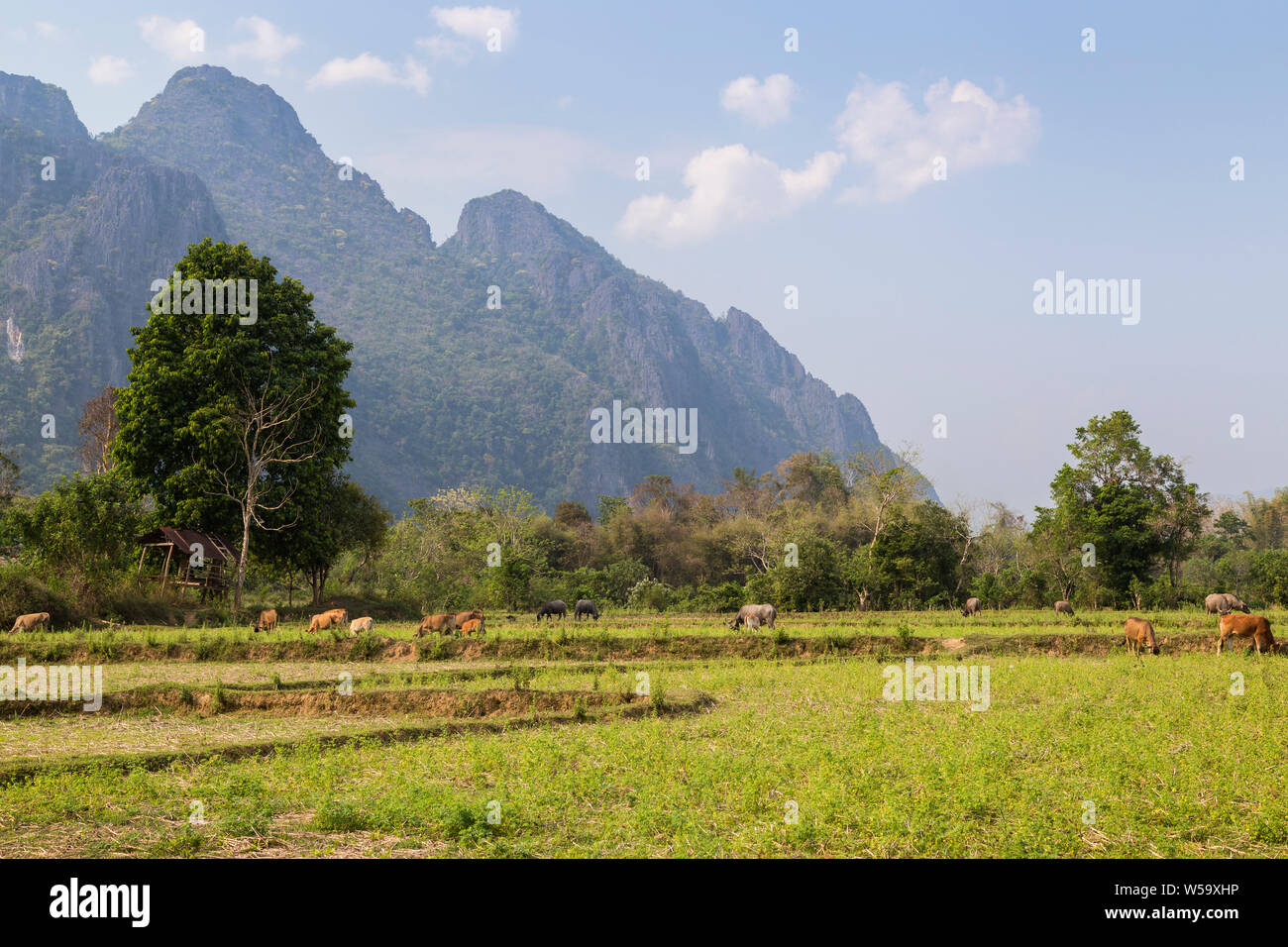 Beautiful view of cows grazing, farmland and steep karst limestone ...