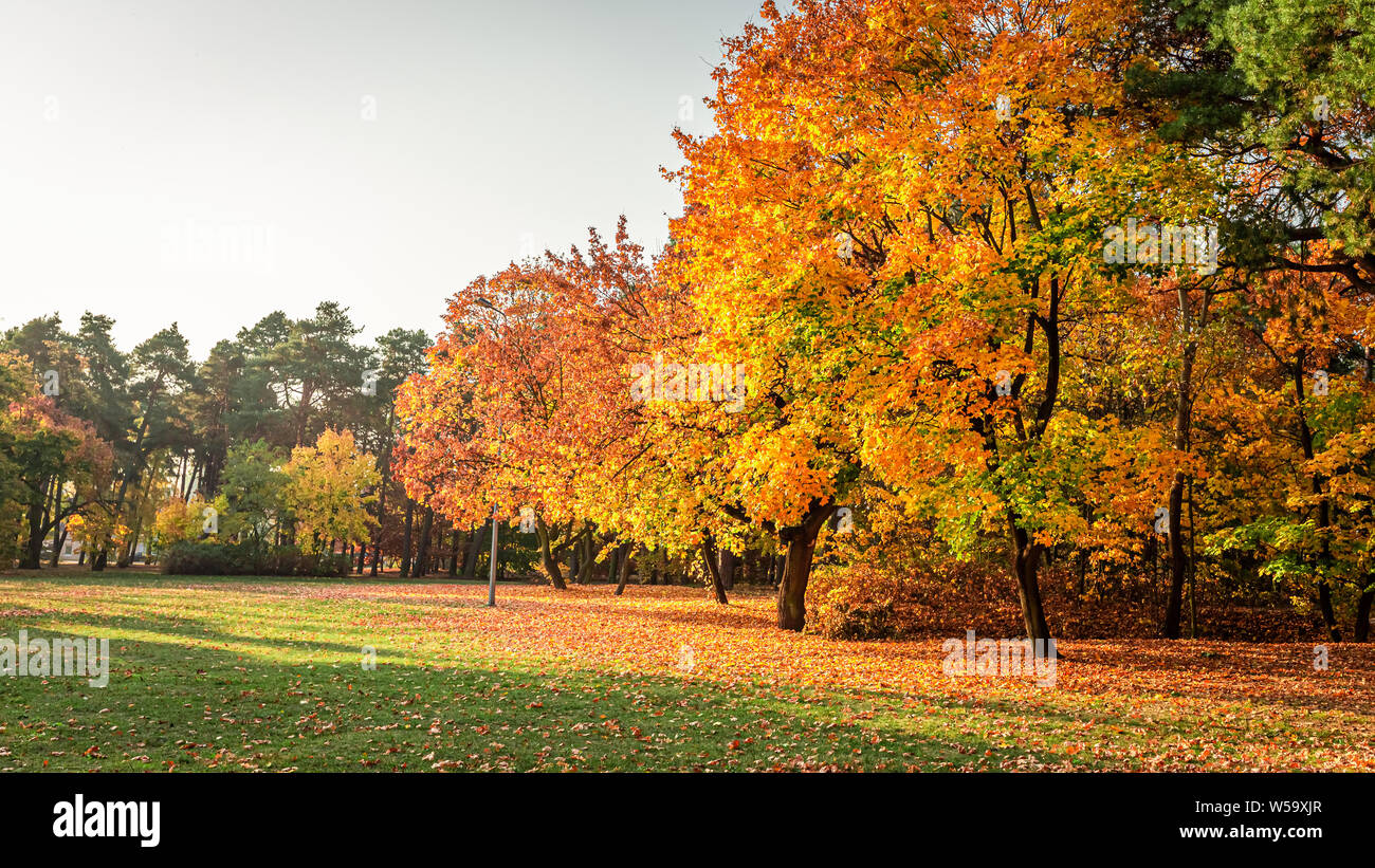 Gold and beautiful autumn in the forest in Europe Stock Photo - Alamy