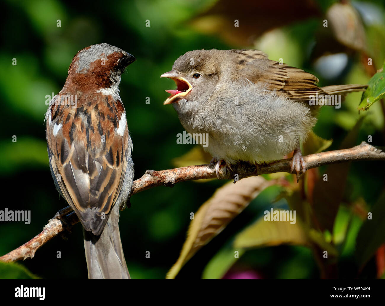 Parent bird and its young hi-res stock photography and images - Alamy