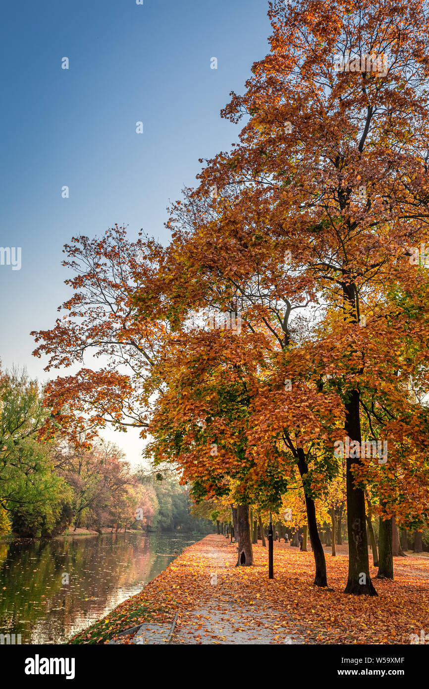 Colorful and breathtaking autumn forest in Europe Stock Photo - Alamy