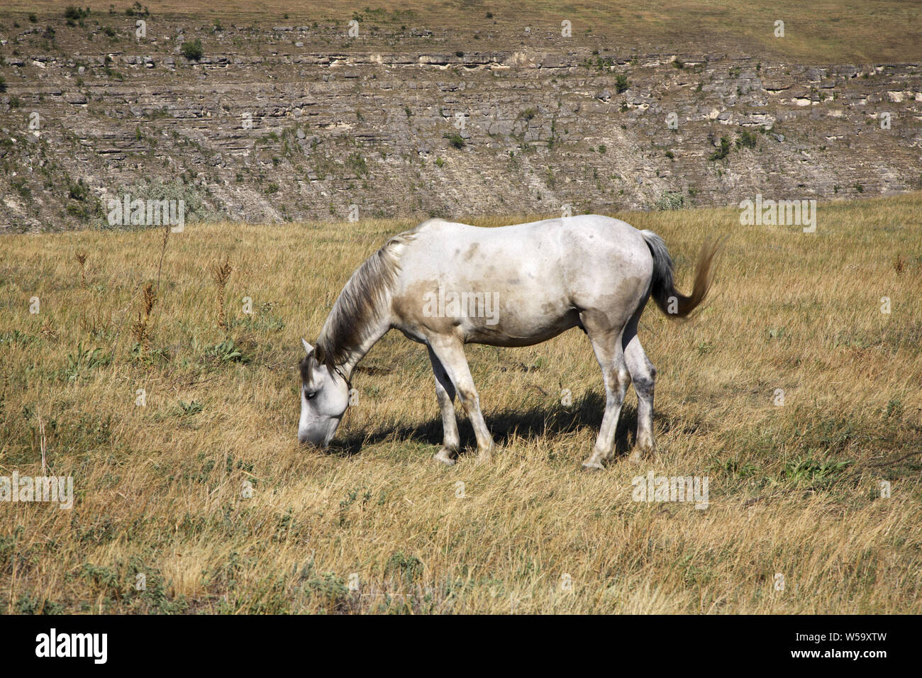 Horse in Old Orhei. Moldova Stock Photo - Alamy