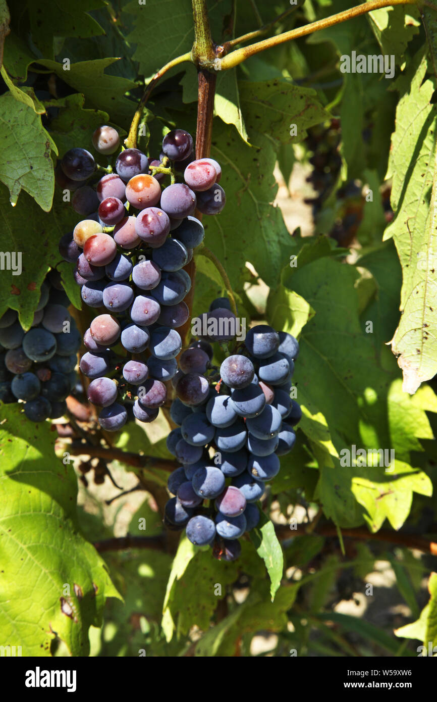 Moldova vineyard hi-res stock photography and images - Alamy