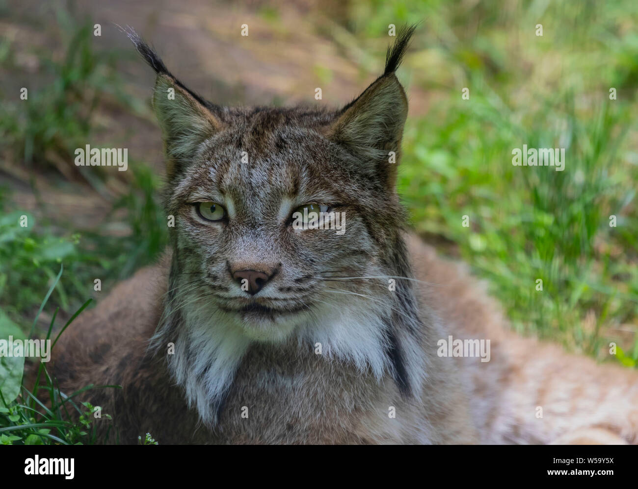 The Canada lynx (Lynx canadensis),animal native to north America ...
