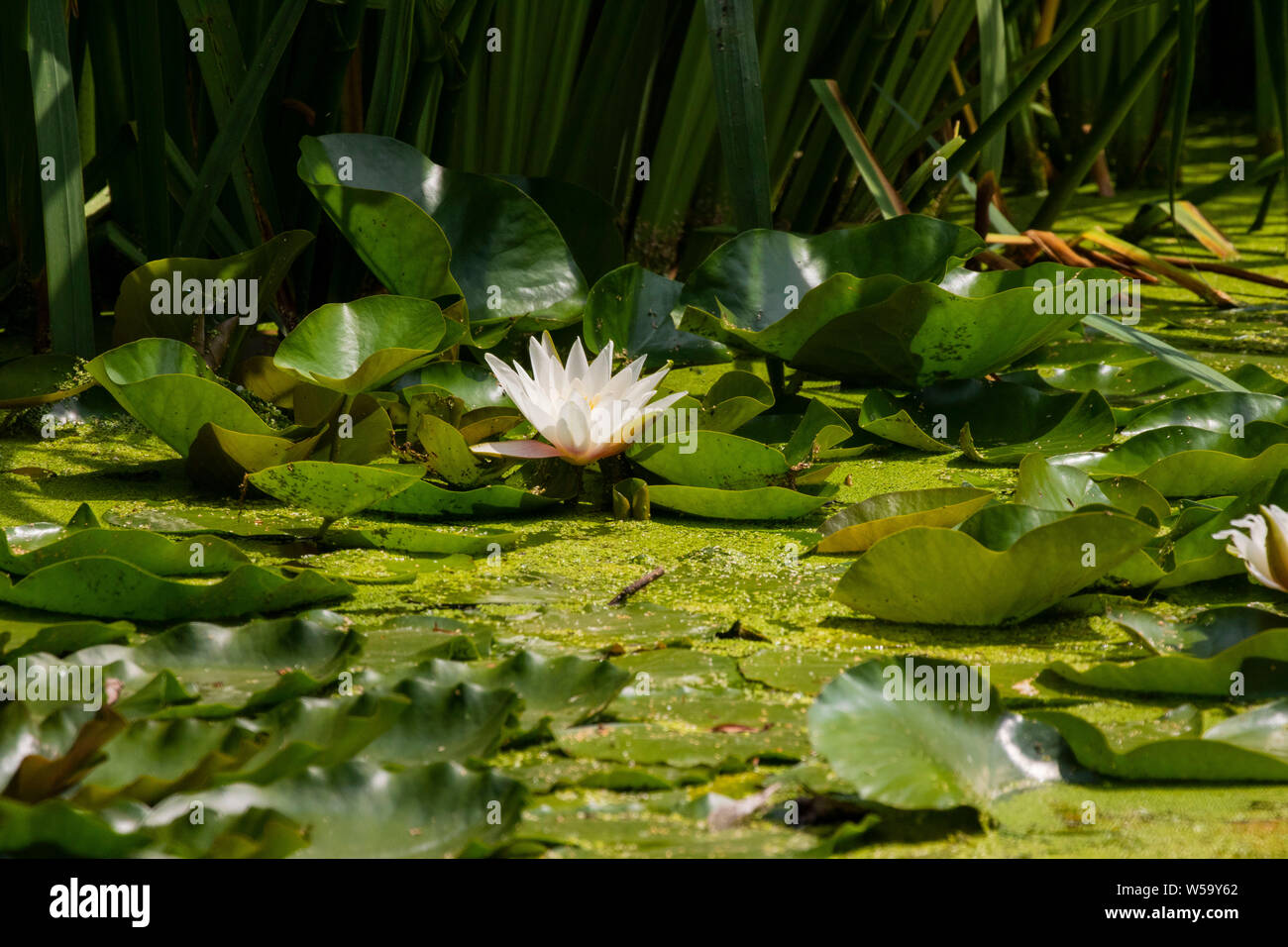 The water lily in a small natural pond Stock Photo - Alamy
