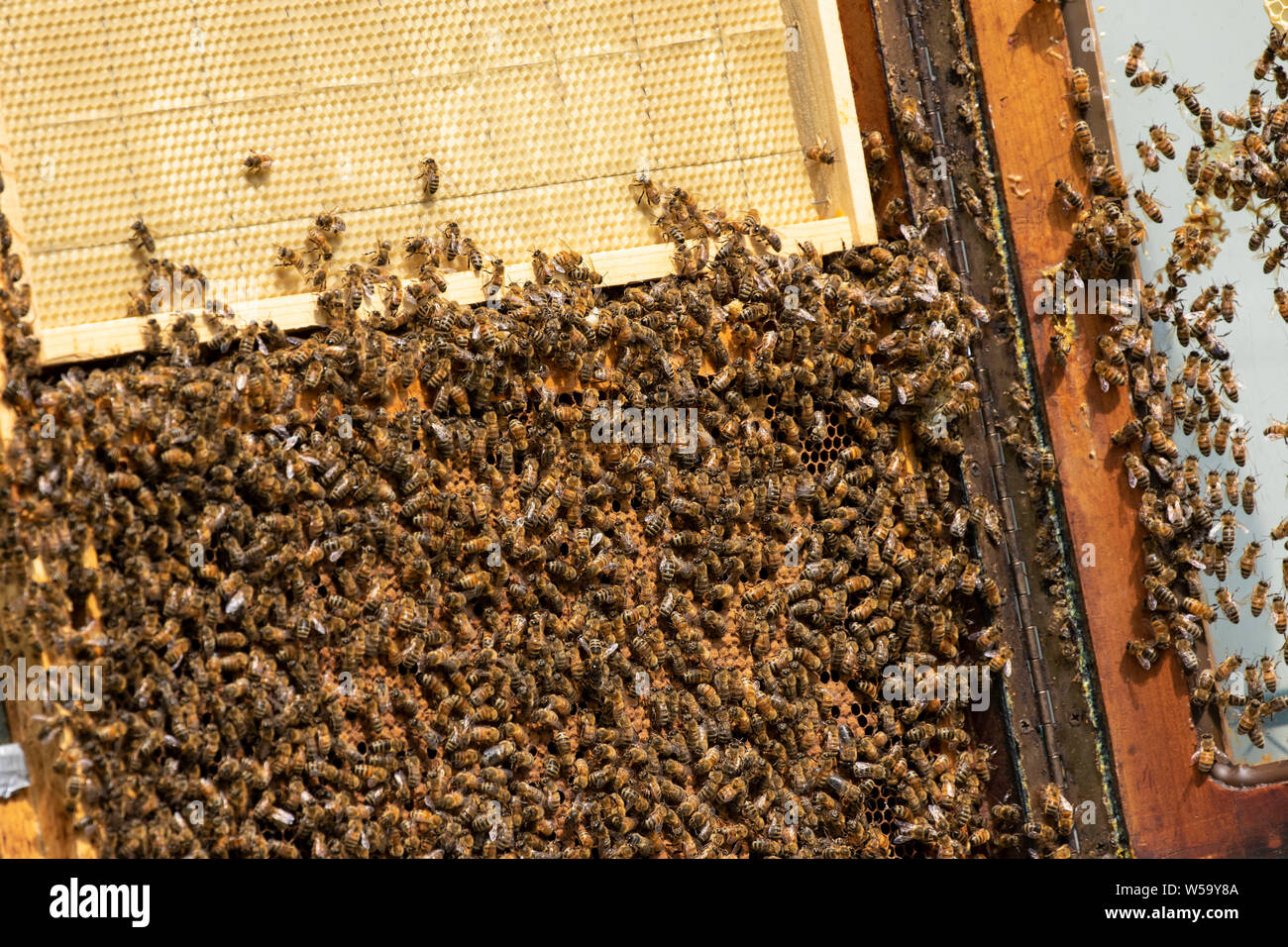 Honeycomb while collecting honey in the garden Stock Photo - Alamy