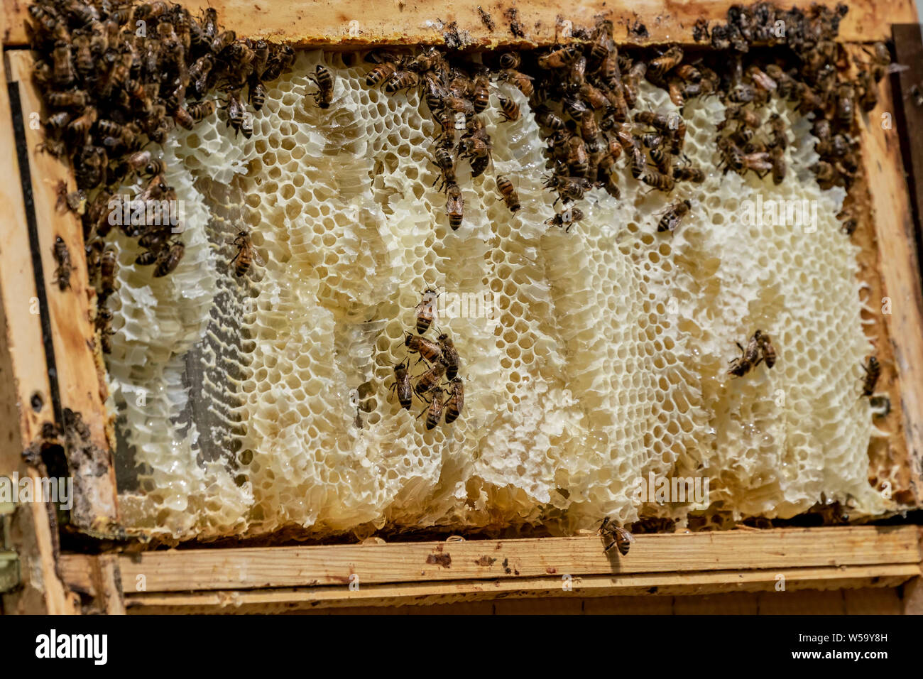 Honeycomb while collecting honey in the garden Stock Photo - Alamy