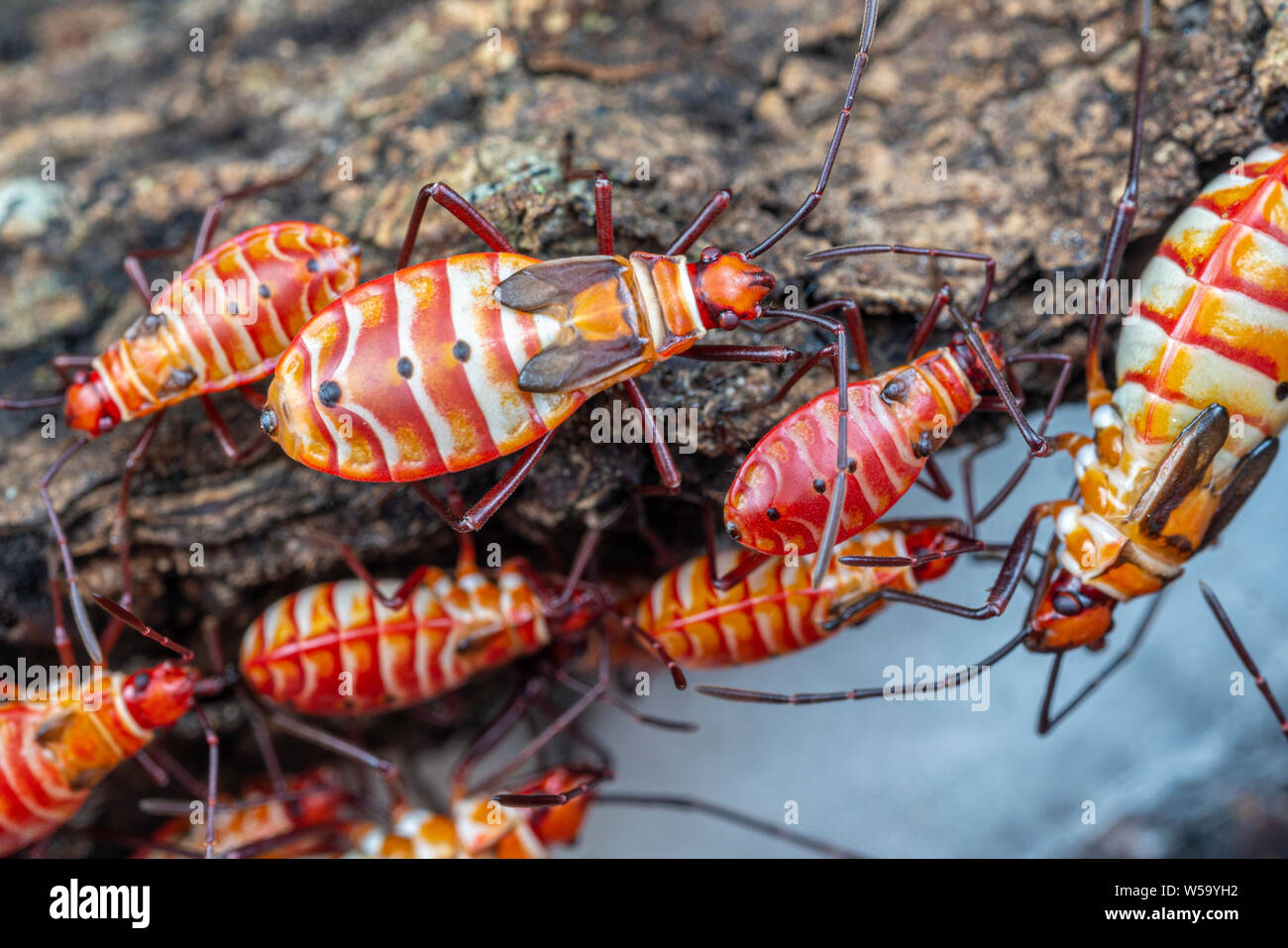 Juvenile cotton-stainer bugs, Dysdercus sidae, feeding on a Illawara ...
