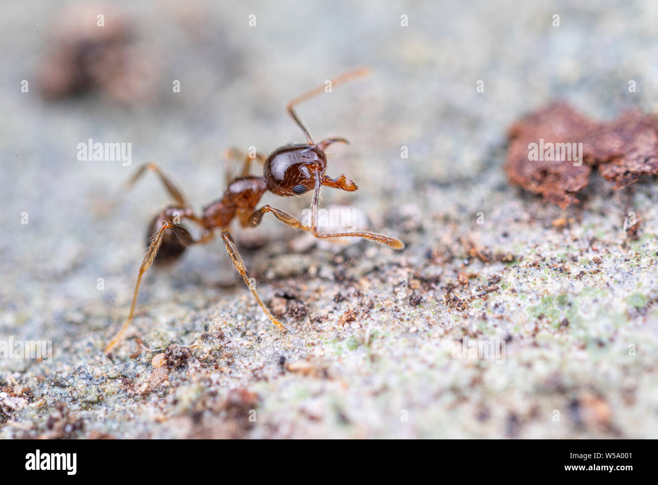 Pheidole megacephala, the invasive coastal brown ant (or, big-headed ...