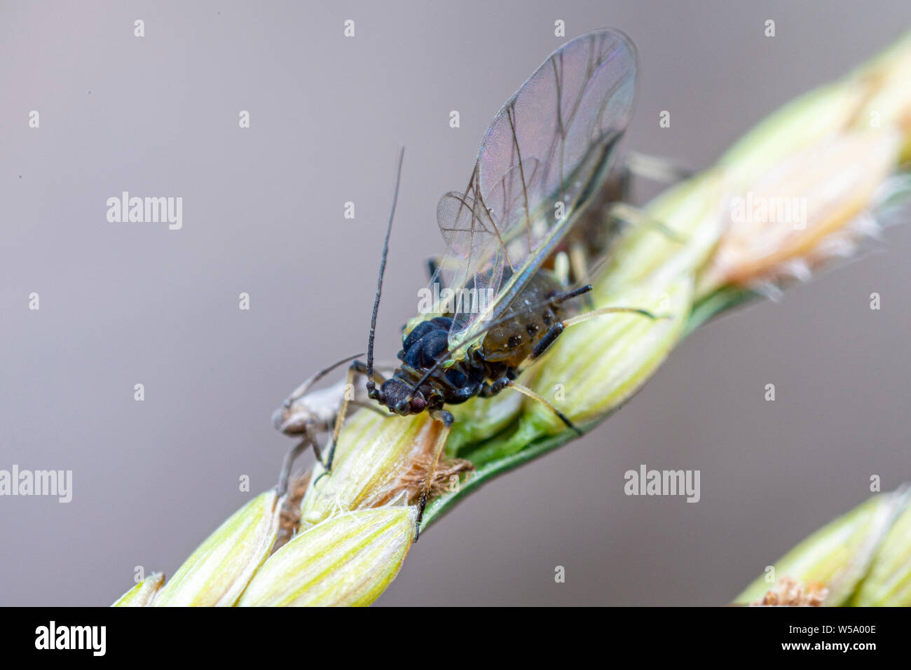 Black aphids hi-res stock photography and images - Alamy