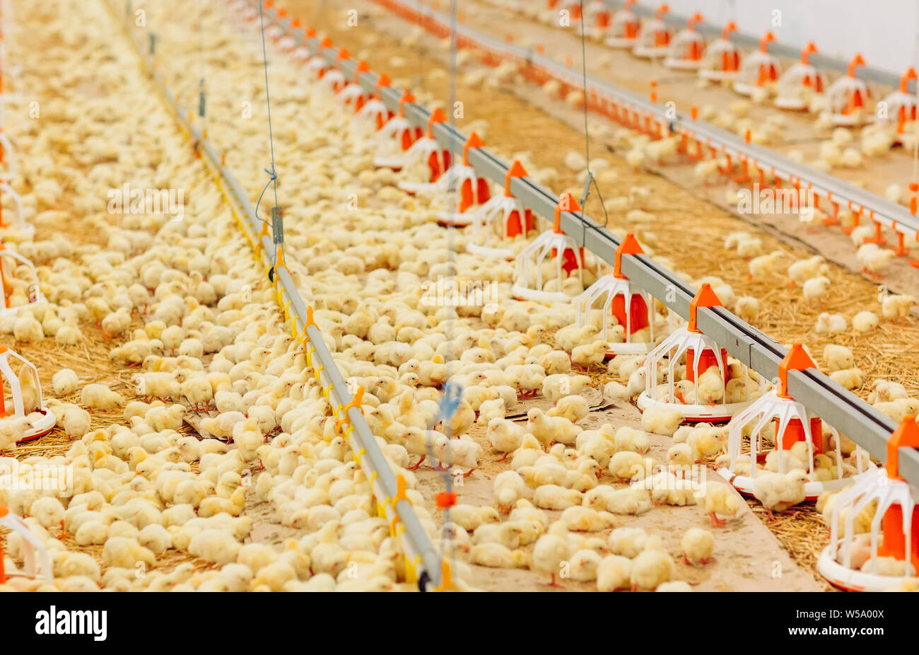 Broiler chickens poultry farm hi-res stock photography and images - Alamy