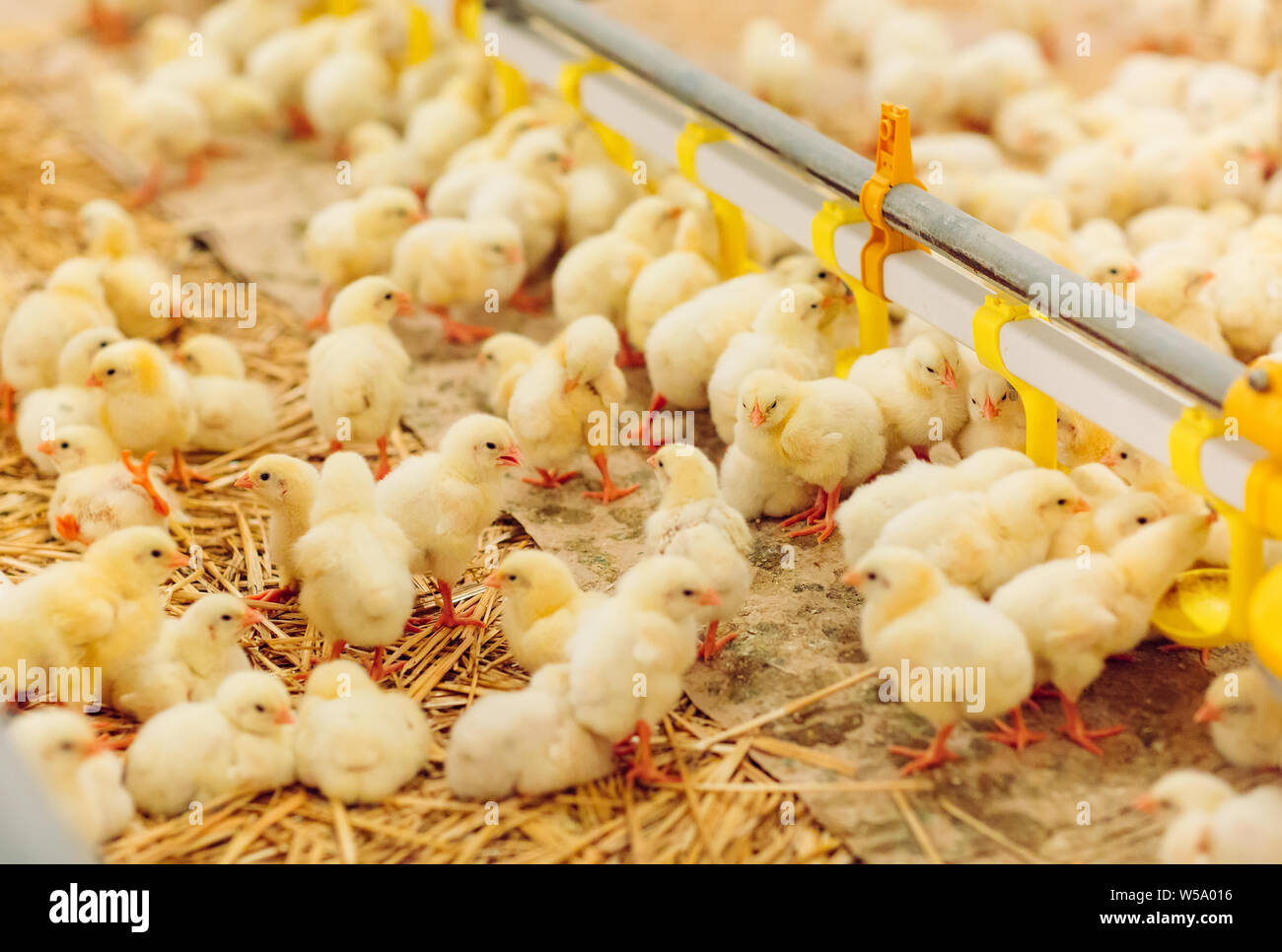 Broiler Chicken Farm