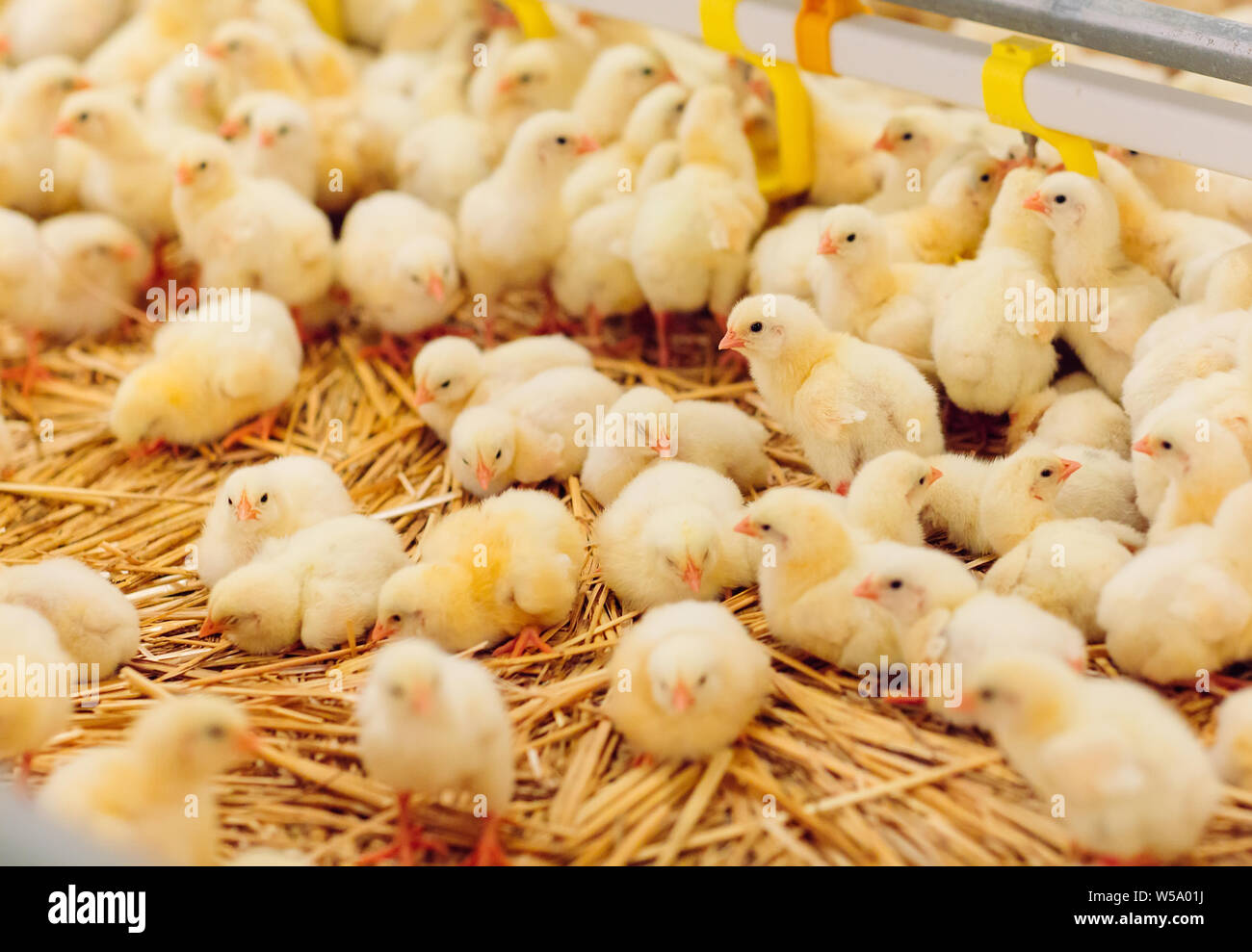 Broiler farm hi-res stock photography and images - Alamy