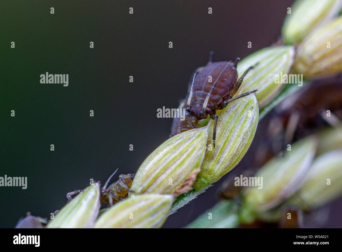 Black aphids hi-res stock photography and images - Alamy