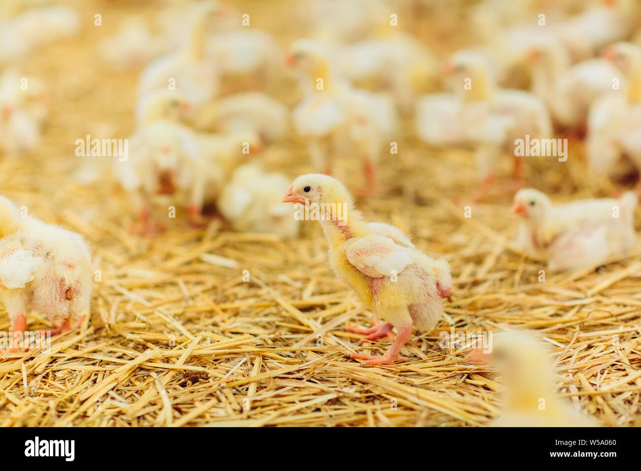 Broiler chickens poultry farm hi-res stock photography and images - Alamy