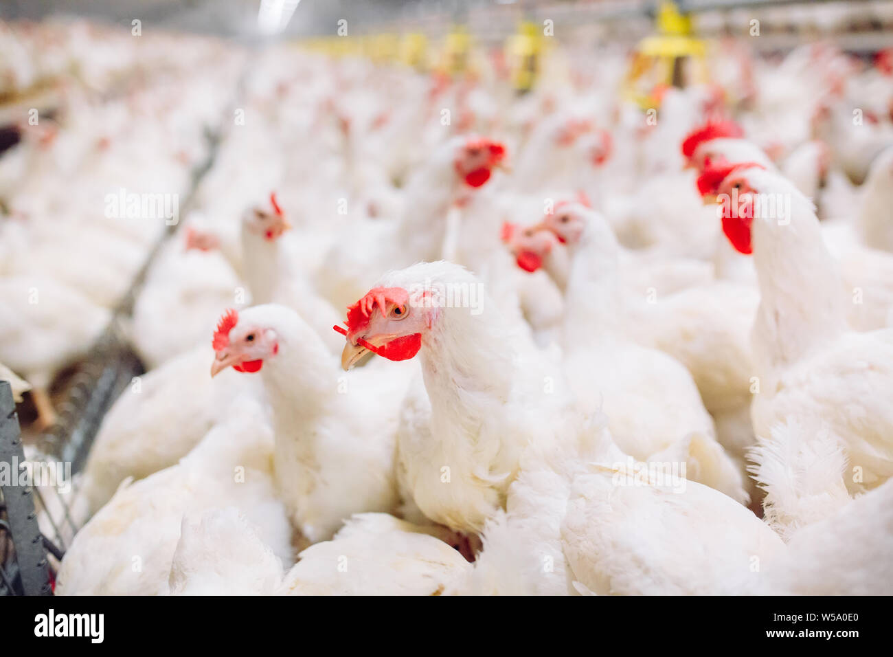 Indoors chicken farm, chicken feeding, farm for growing broiler ...