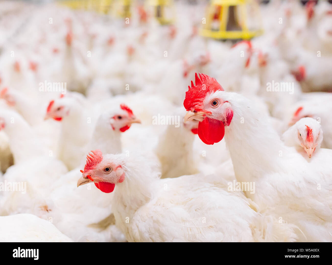 Indoors chicken farm, chicken feeding, farm for growing broiler ...