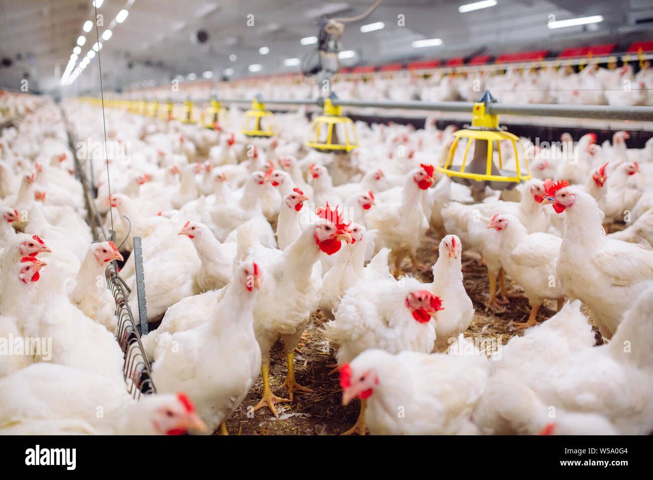 Broiler barn hi-res stock photography and images - Alamy