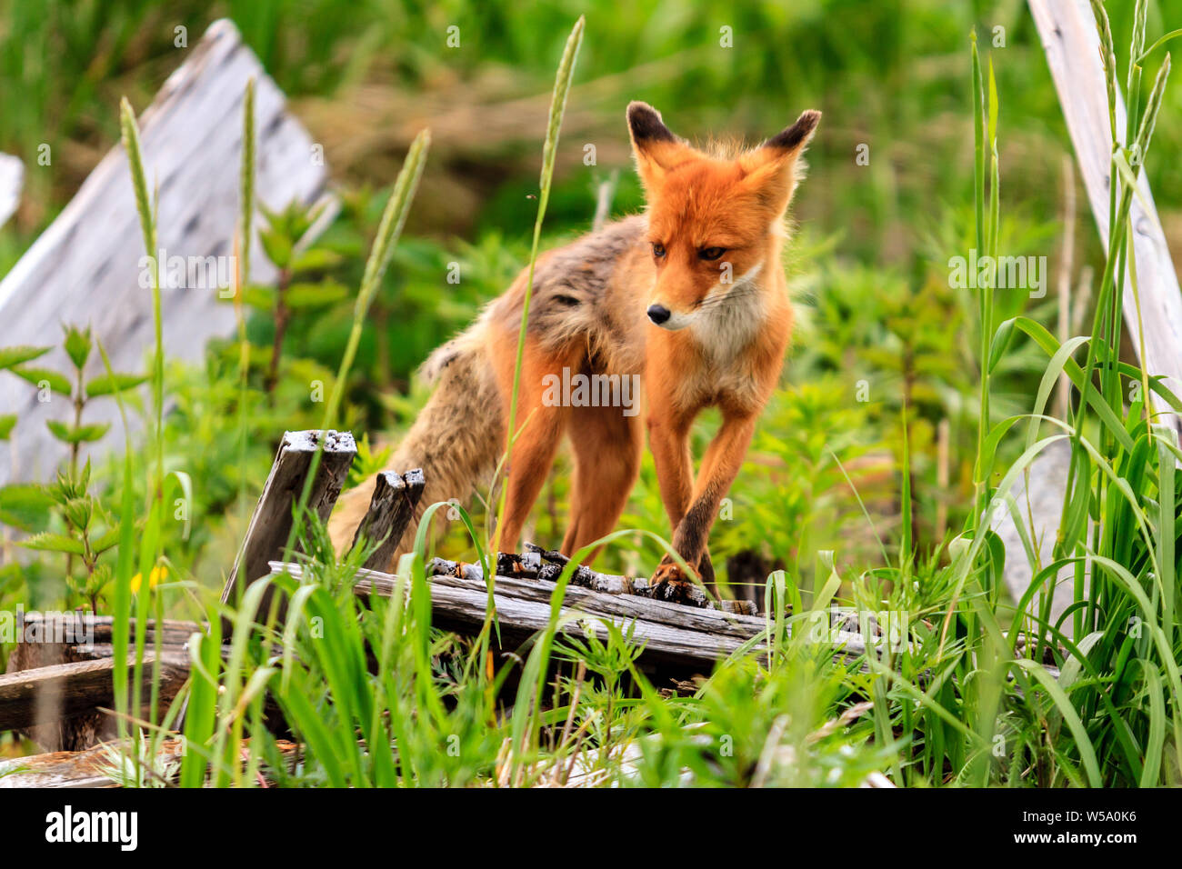 Wild Red Fox (Vulpes vulpes beringiana) standing in the green grass ...