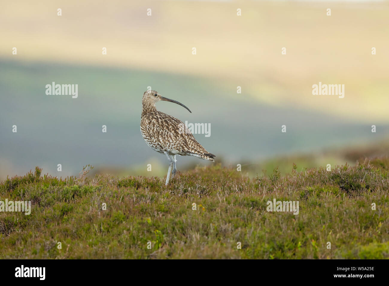 Curlew on misty moorland hi-res stock photography and images - Alamy