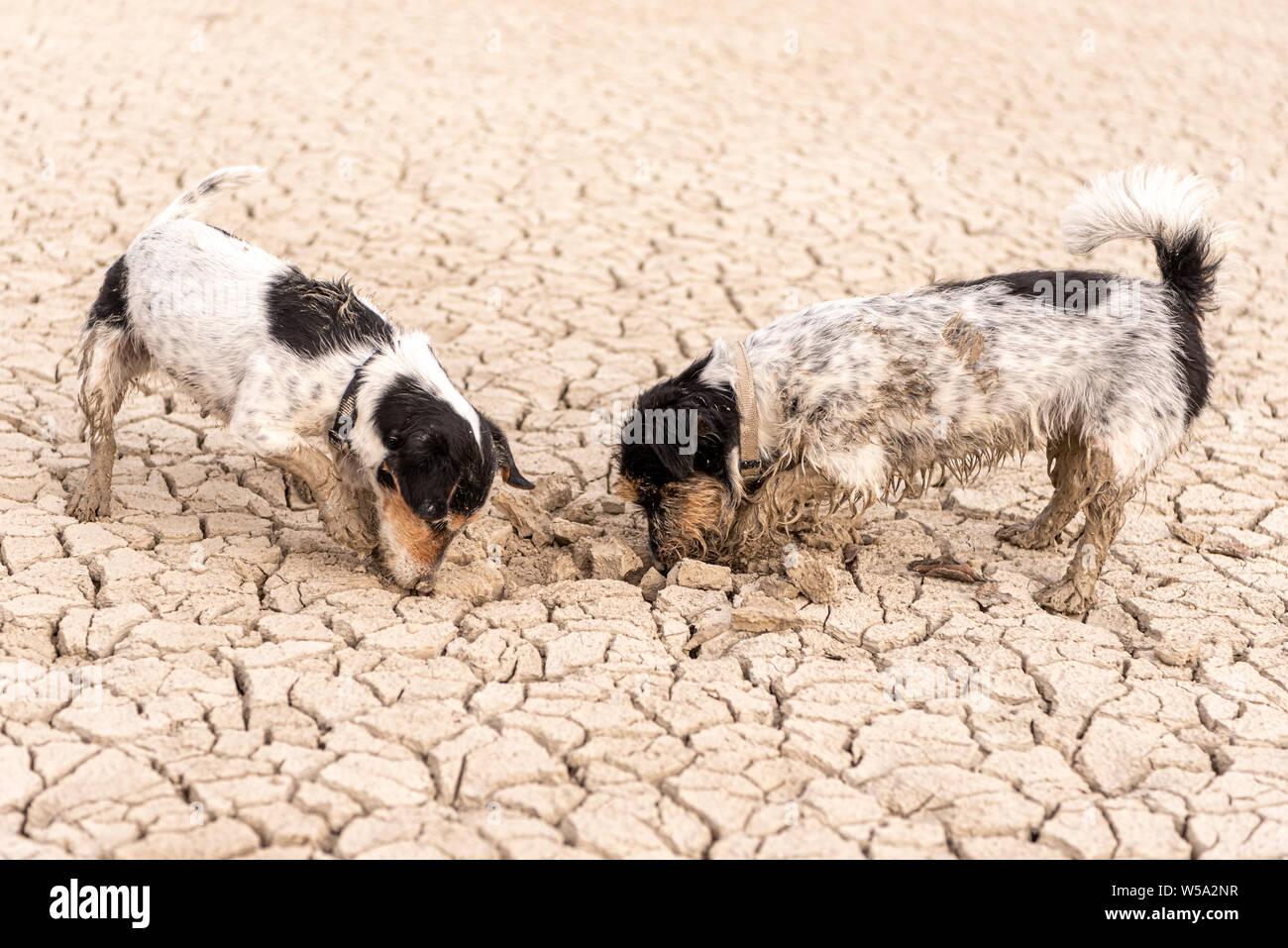 Two dogs digging hole hi-res stock photography and images - Alamy
