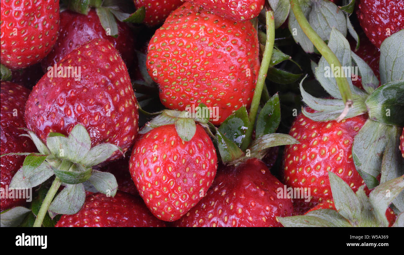 many raw red Strawberry Stock Photo - Alamy