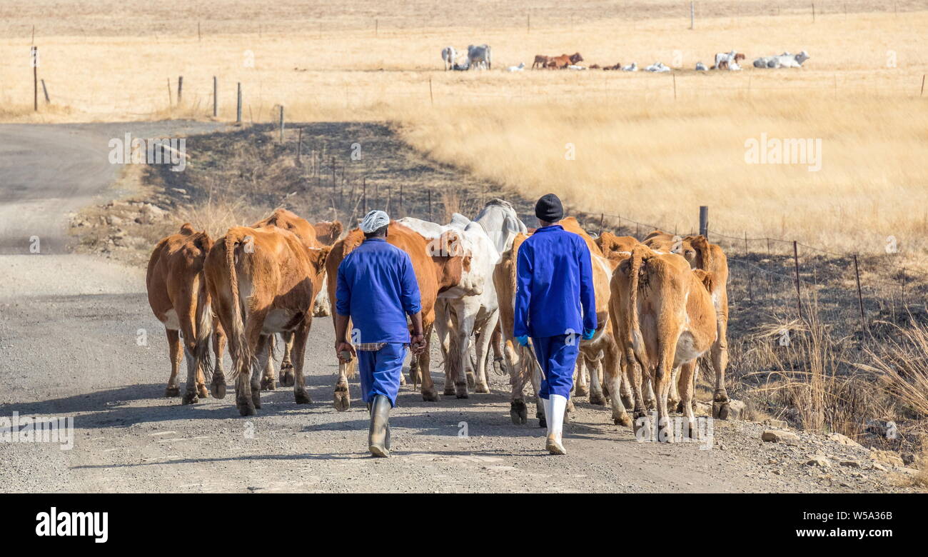 Bergville, South Africa - two unidentified Basotho herdsmen drive a ...