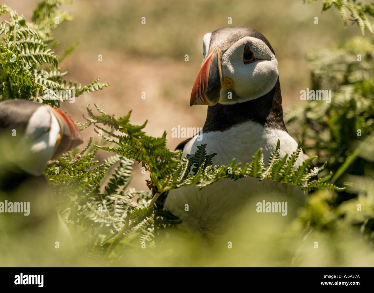 Puffins of Skomer Island Stock Photo - Alamy