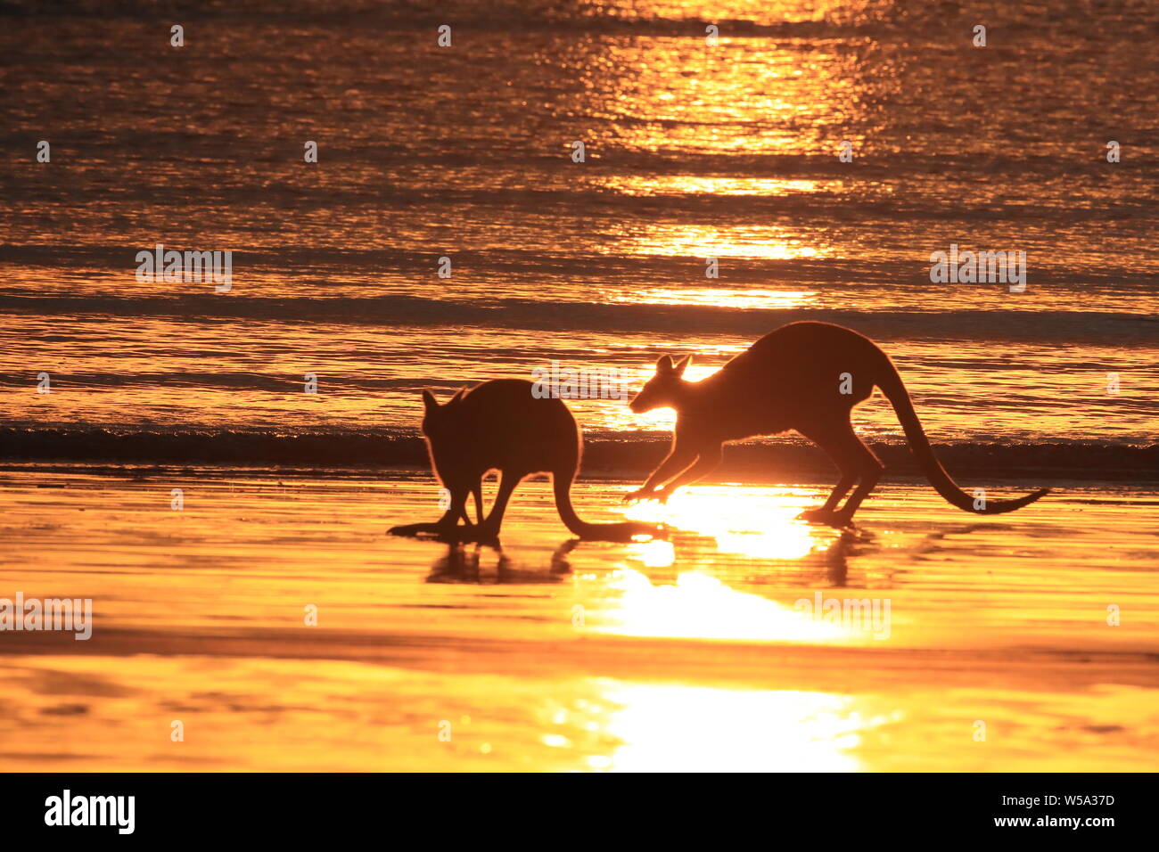 kangaroo on beach at sunrise, mackay, north queensland, australia Stock ...